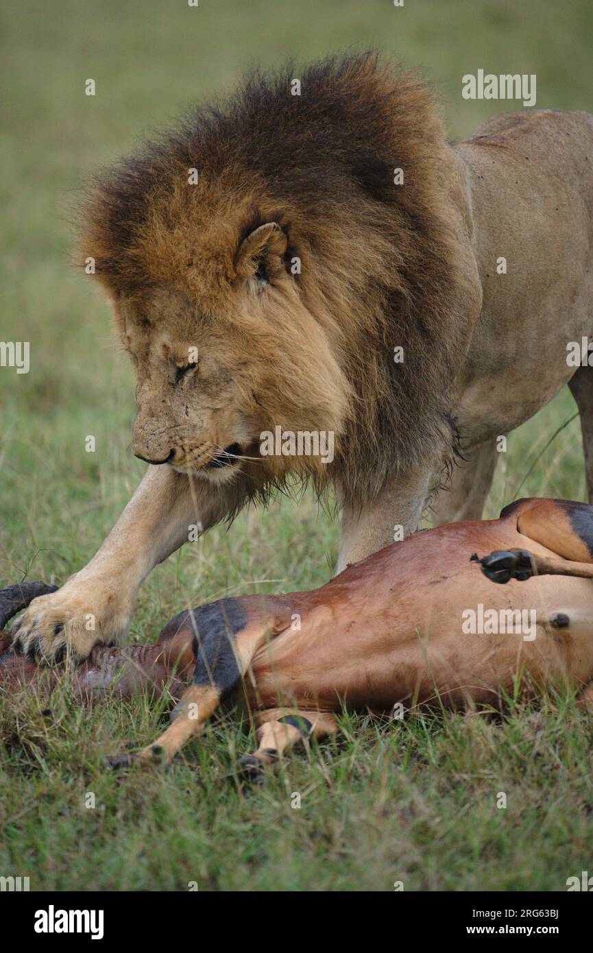 Male Lion Hunting Gazelle