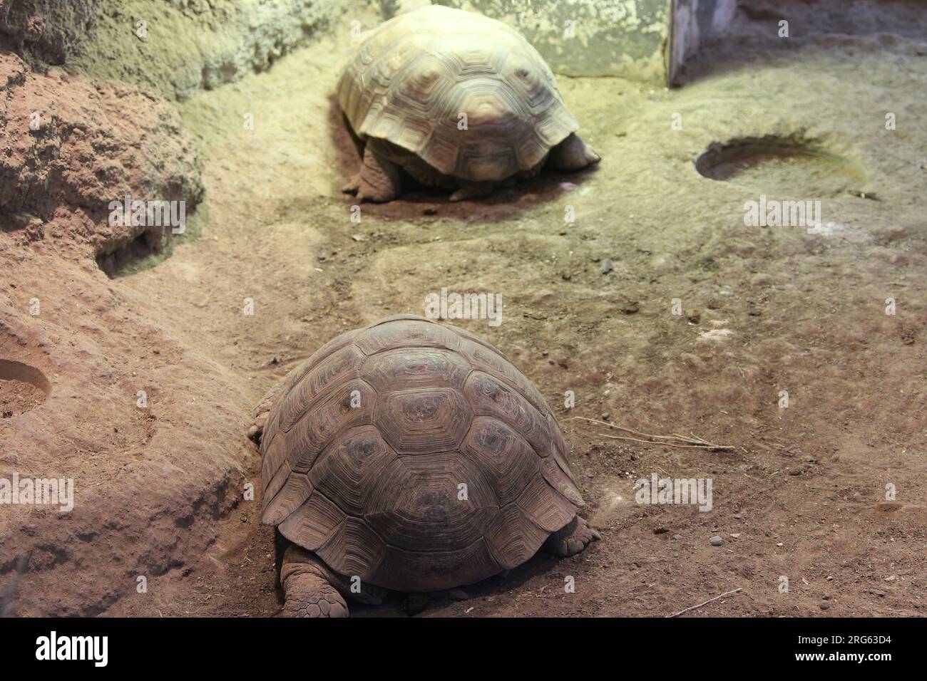 View of turtle at bend wildlife preserve, bend, oregon Stock Photo - Alamy