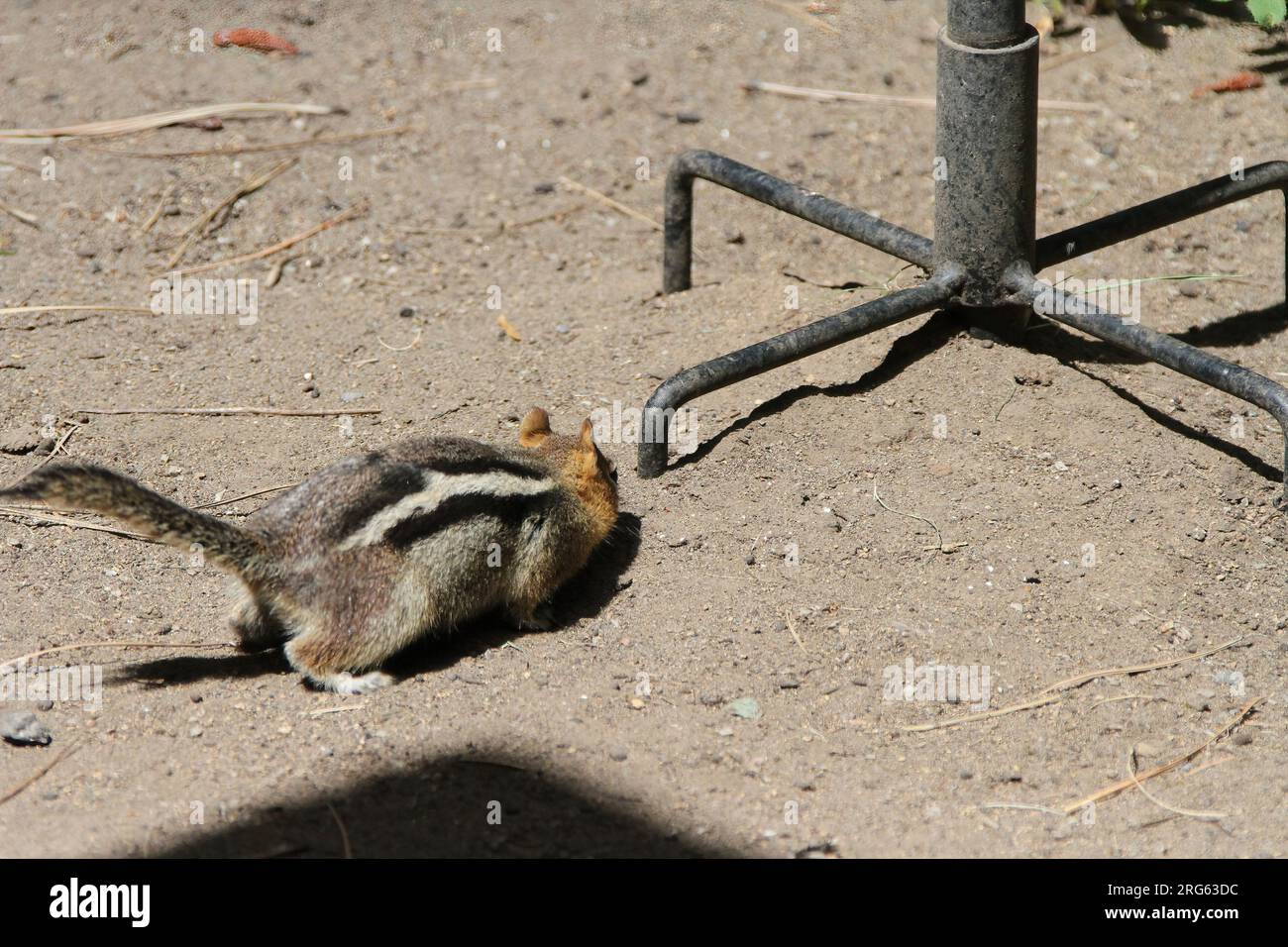 View of chipmunks at bend wildlife preserve, bend, oregon Stock Photo ...