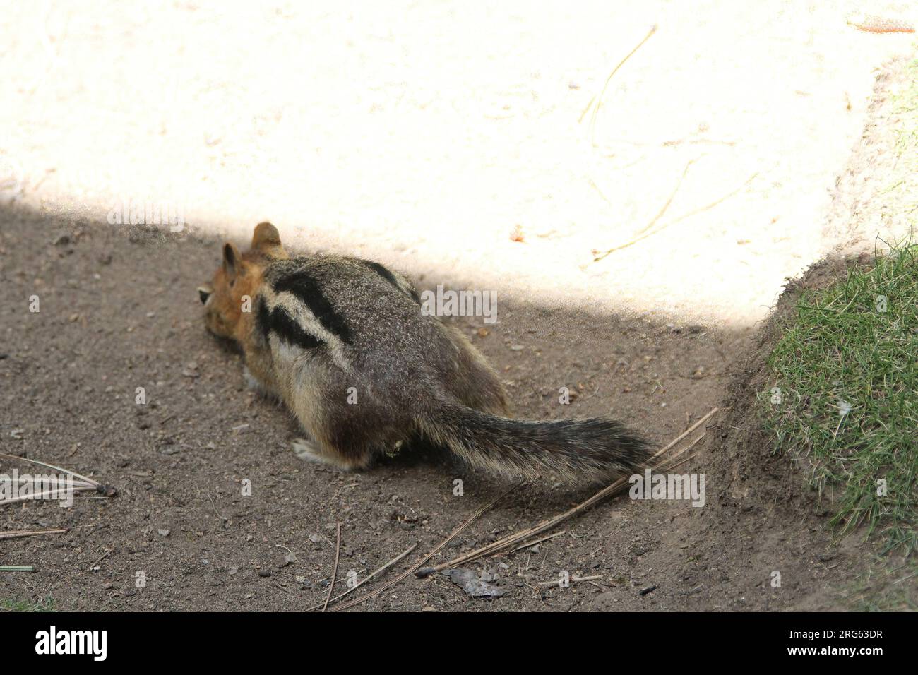 View of chipmunks at bend wildlife preserve, bend, oregon Stock Photo ...