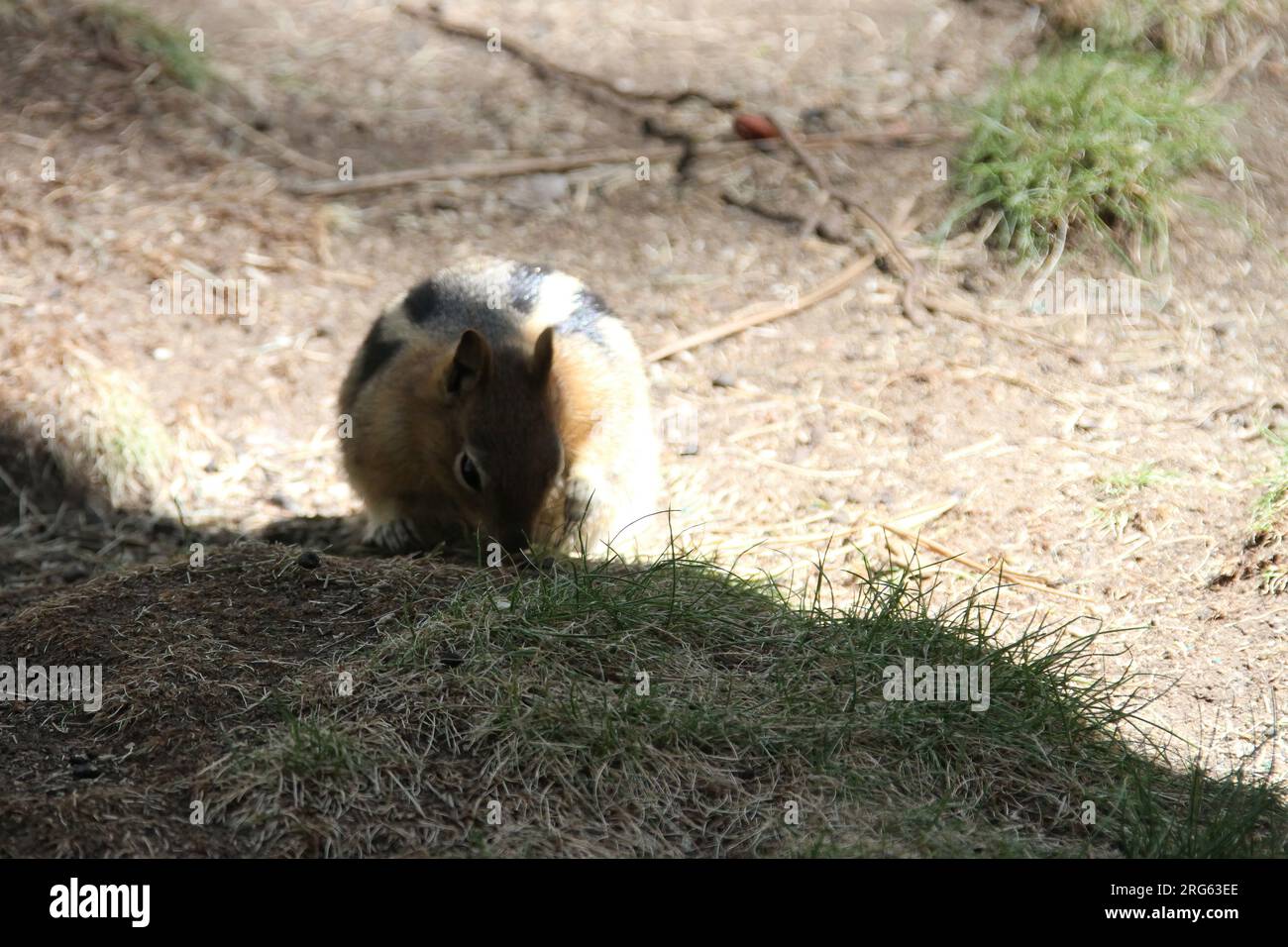View of chipmunks at bend wildlife preserve, bend, oregon Stock Photo ...