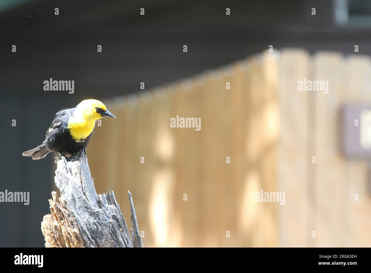 Beautiful yellow headed blackbirds in bend Oregon Stock Photo - Alamy