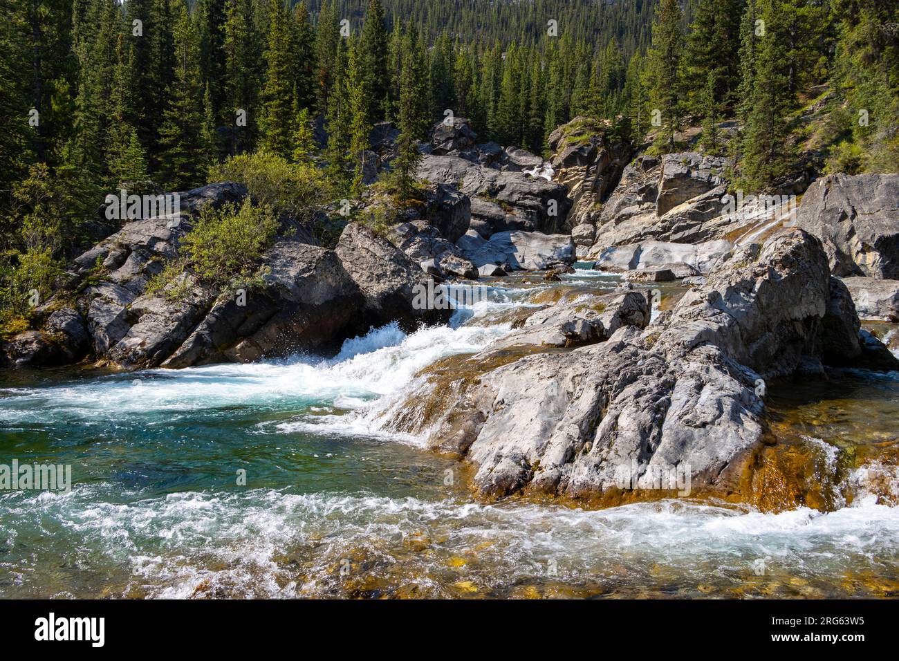 Canadian hummingbird hi-res stock photography and images - Alamy
