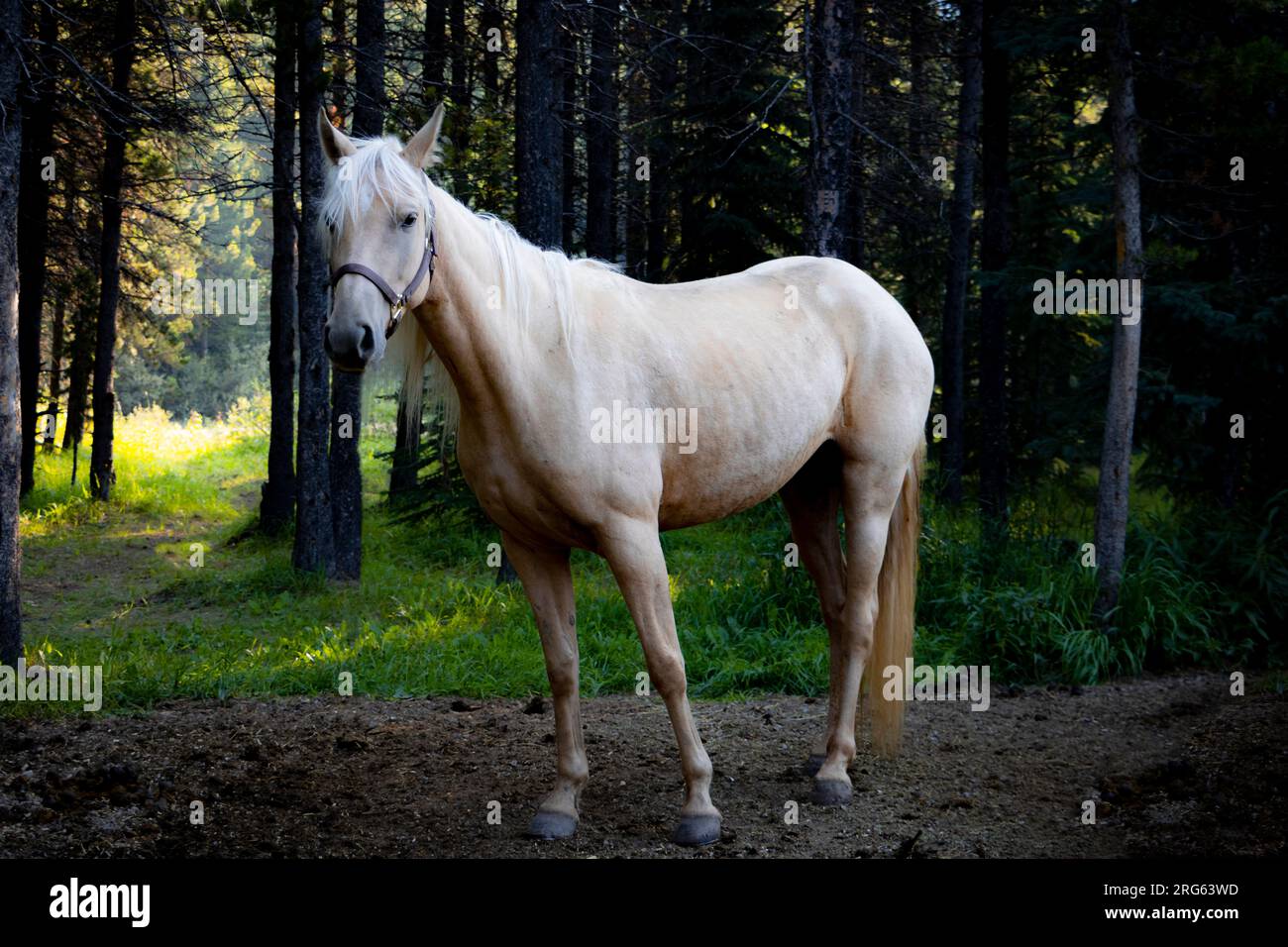 Light Palomino Horse Palomino Horse Guide: Traits, Care, History