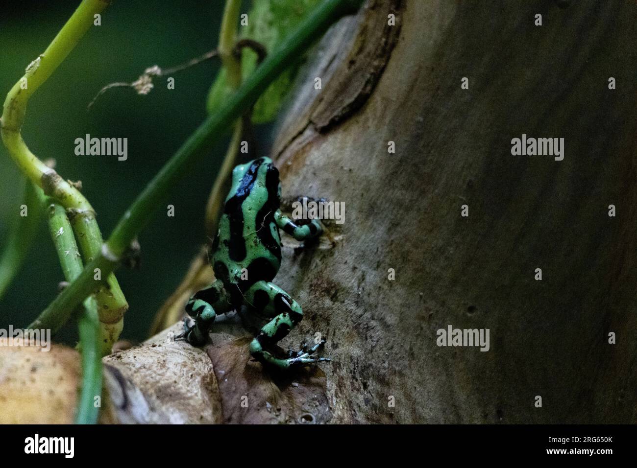 Poisonous tree frog hi-res stock photography and images - Alamy