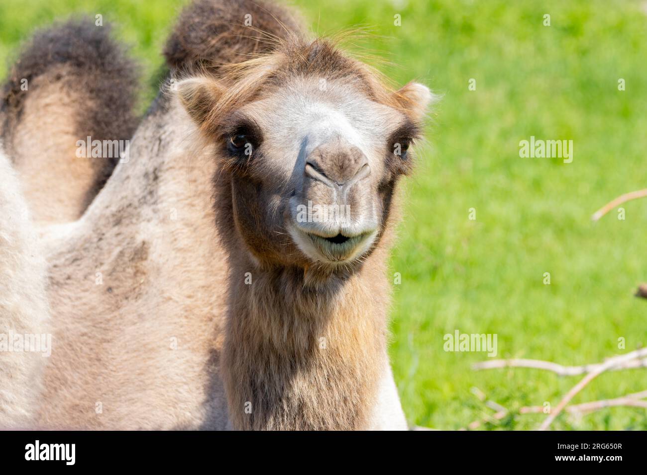 Happy camel hi-res stock photography and images - Alamy