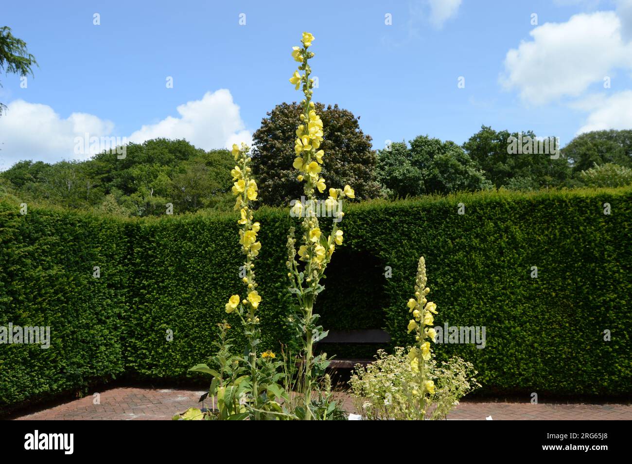 The stately yellow spikes of Mullein, growing in the berb garden at ...