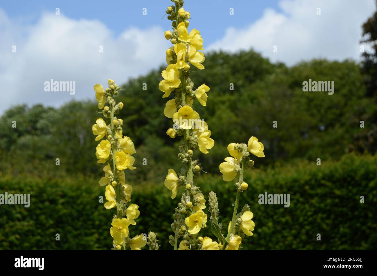 The stately yellow spikes of Mullein, growing in the berb garden at ...