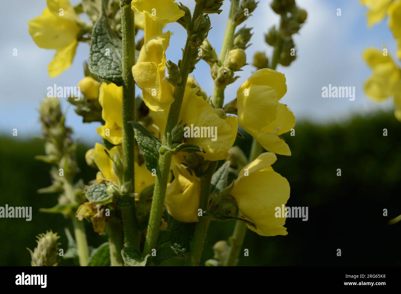 The stately yellow spikes of Mullein, growing in the berb garden at ...