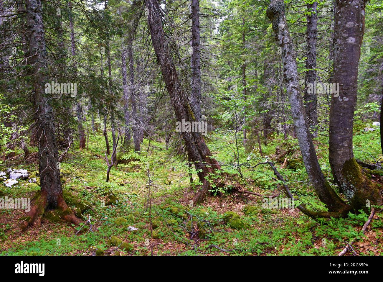 Spruce conifer (Picea abies) forest at Komna Stock Photo - Alamy