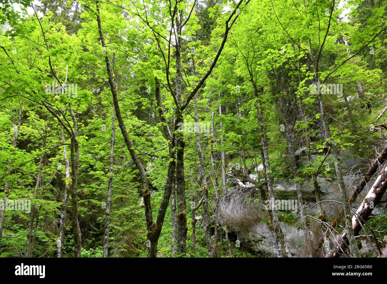 Group of maple trees hi-res stock photography and images - Alamy