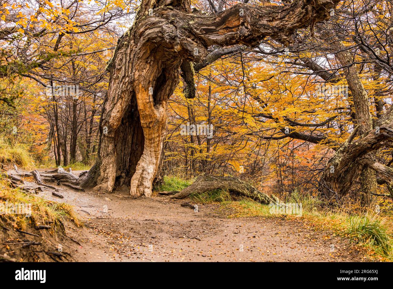 A gnarled tree with autumnal foliage on a hiking trail in Los Glaciares ...