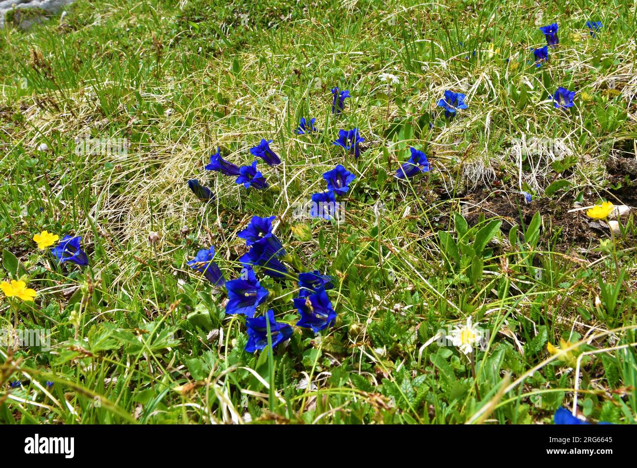 Clusius’ gentian hi-res stock photography and images - Alamy