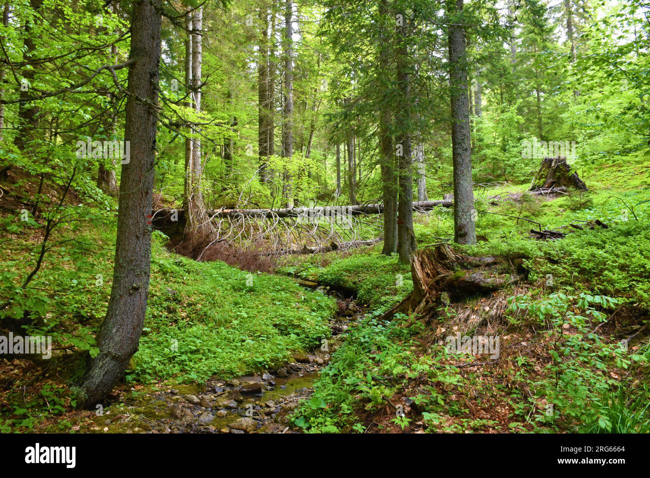 Stream flowing through a mixed conifer and broadleaf forest with lush ...