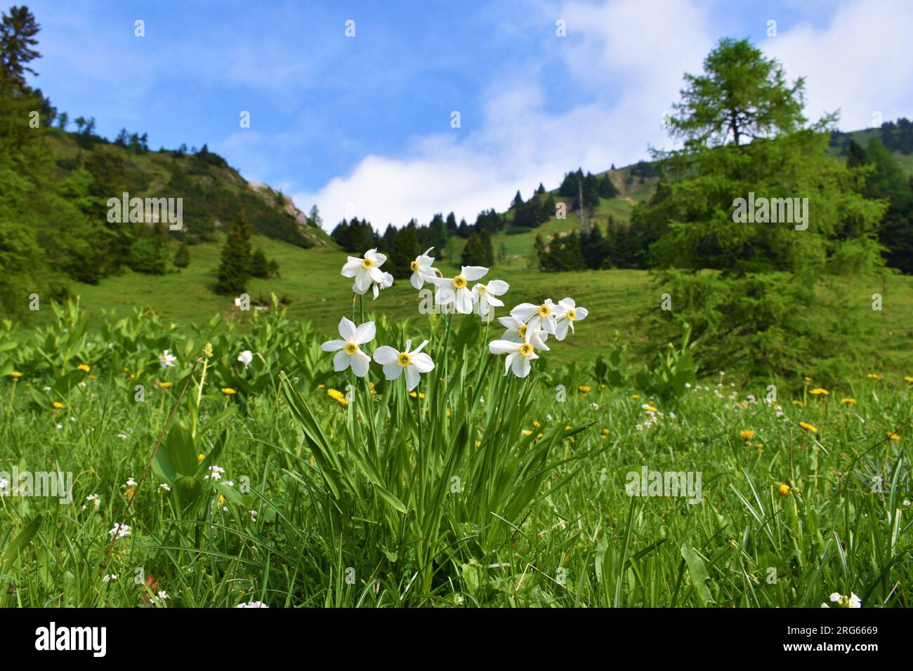 White poet's daffodil (Narcissus poeticus) flowers on a slope bellow ...