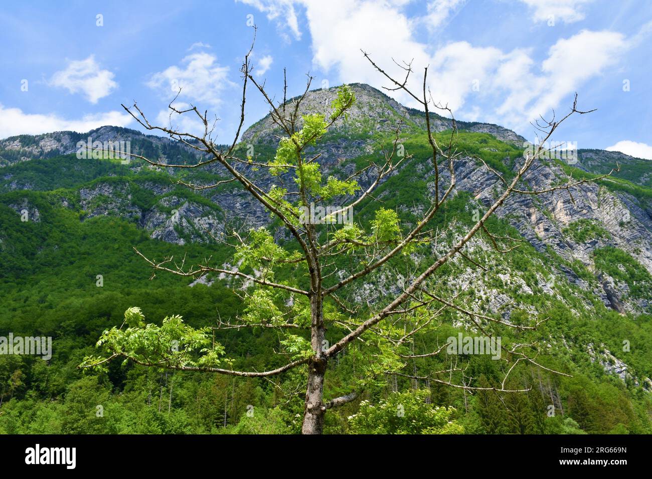 European ash (Fraxinus excelsior) tree bellow mountain Prsivec in ...