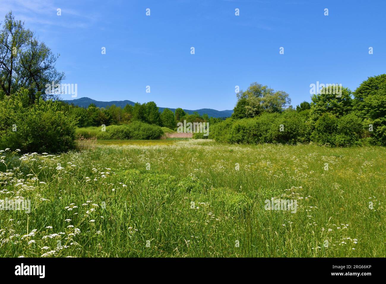 Grassland with bushes and trees in Lahinja nature park in Bela Krajina ...