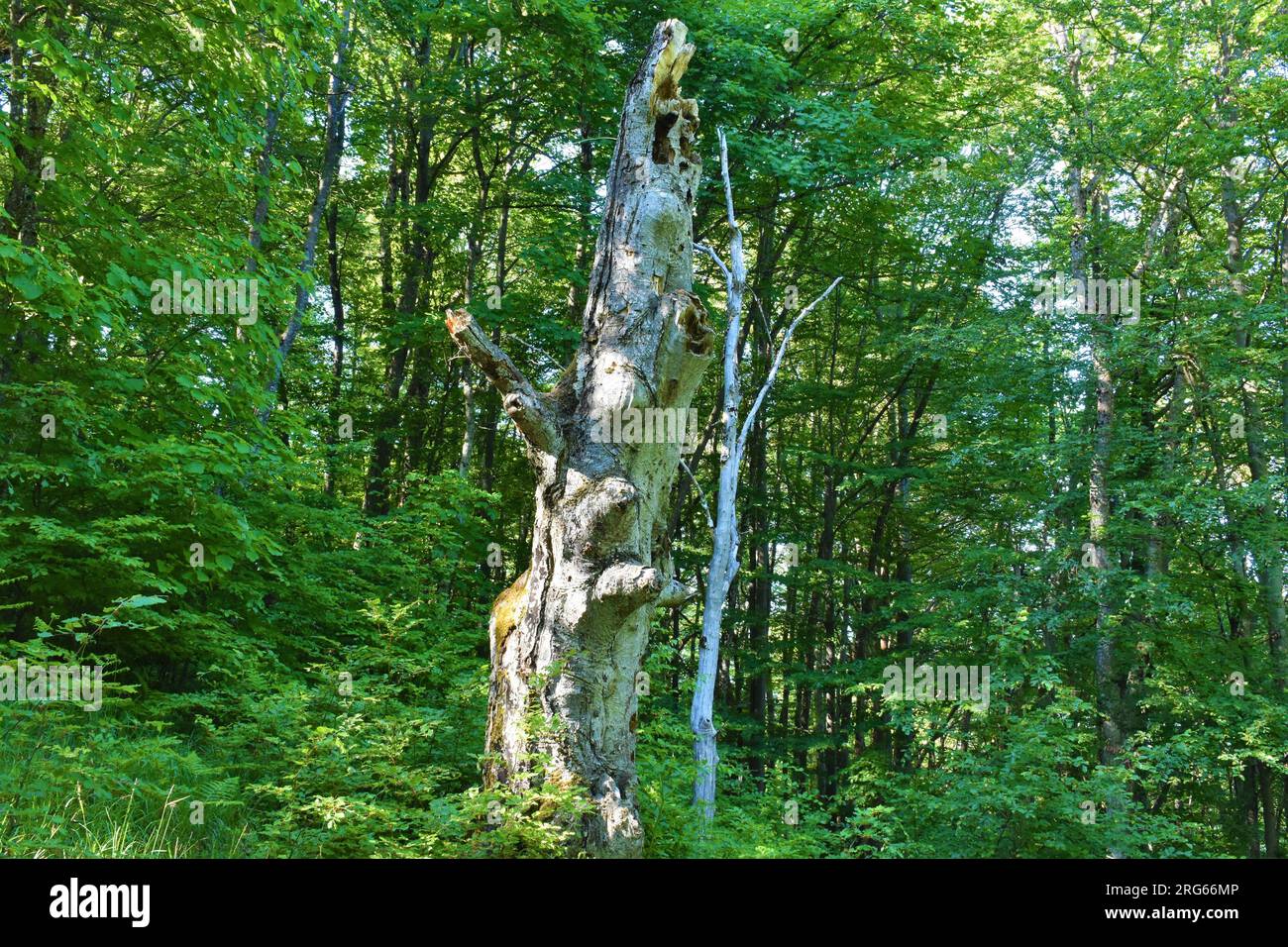 Dead decaying beech (Fagus sylvatica) tree Stock Photo - Alamy