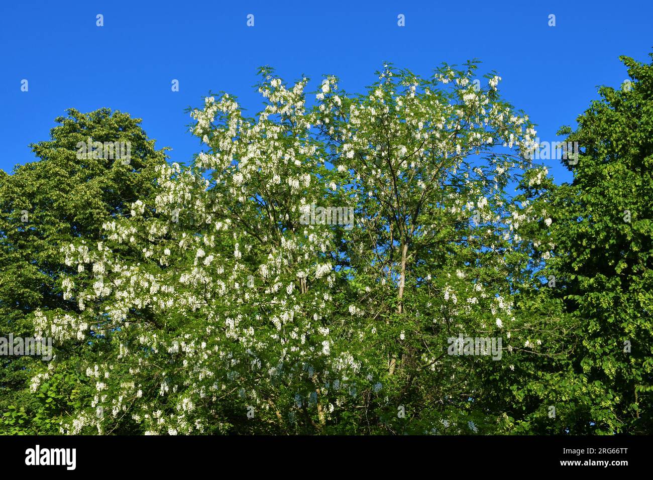 Canopy of black locust (Robinia pseudoacacia) tree with white flowers ...
