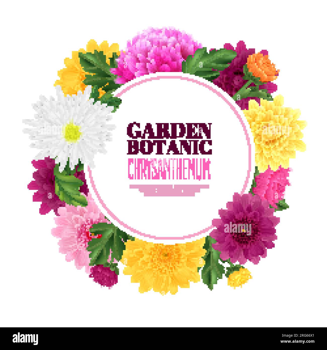 Botanic garden frame with realistic chrysanthemum flowers vector ...