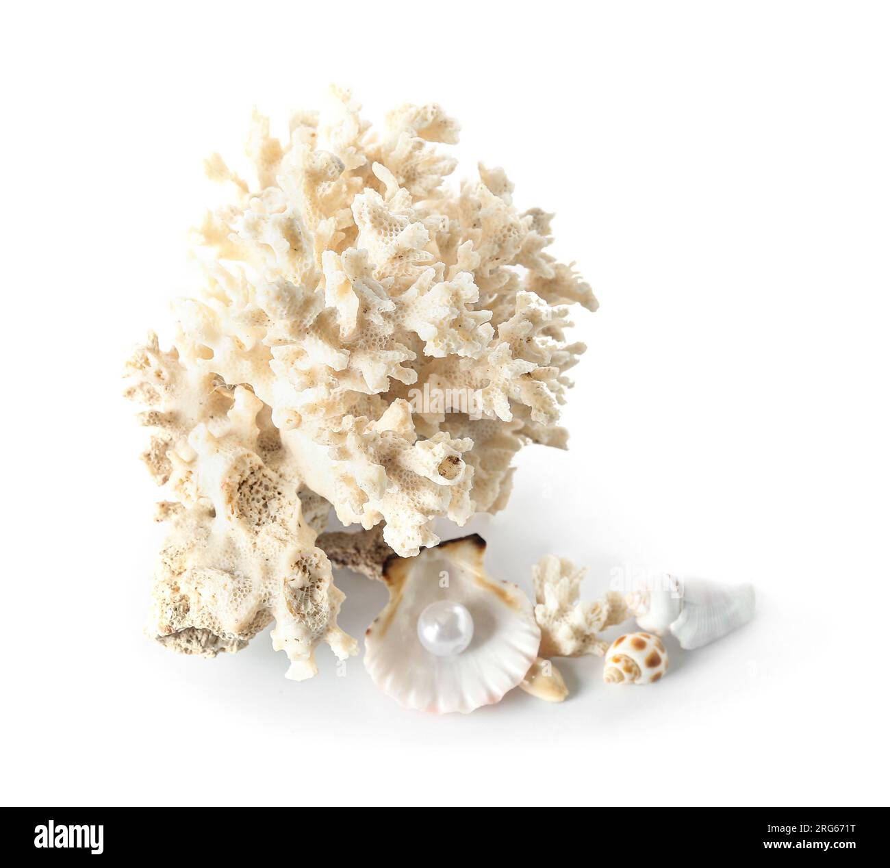 Seashells with coral on white background Stock Photo - Alamy