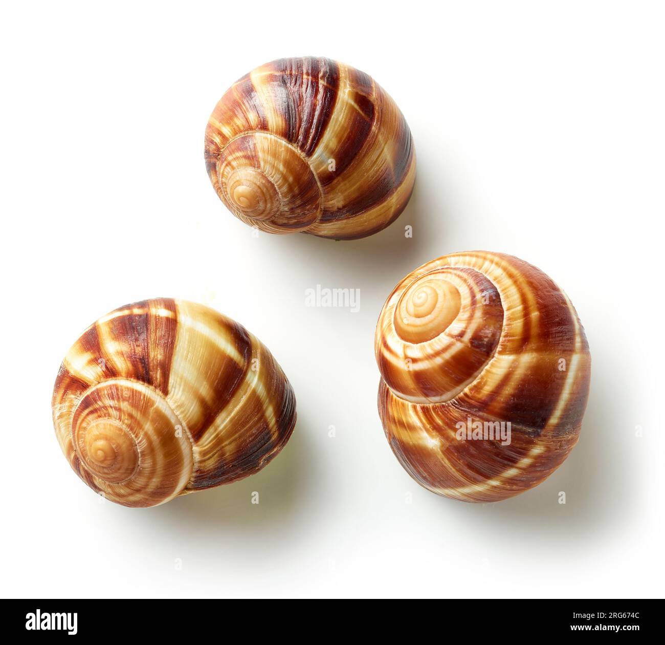 Escargot snail hi-res stock photography and images - Alamy