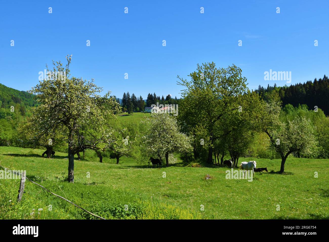 White horse on a meadow with white flowering trees near Kocevska reka ...