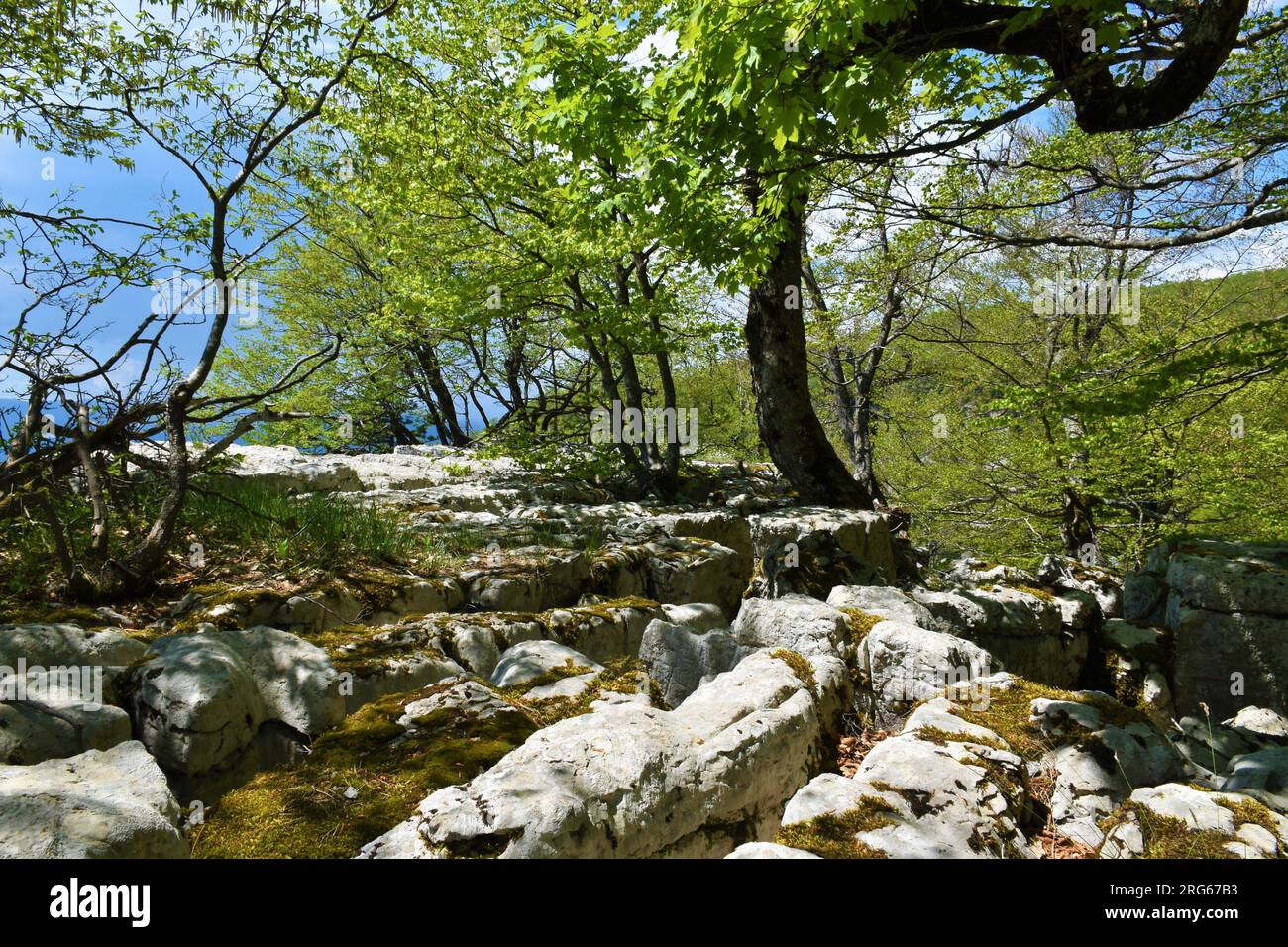 Limestone pavemet rock karst rock formation and beech (Fagus sylvatica ...