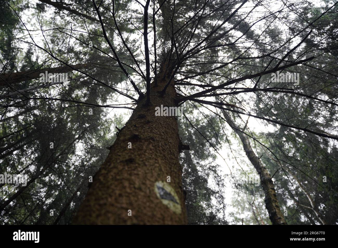 Tree from bottom up sight with sign Stock Photo - Alamy