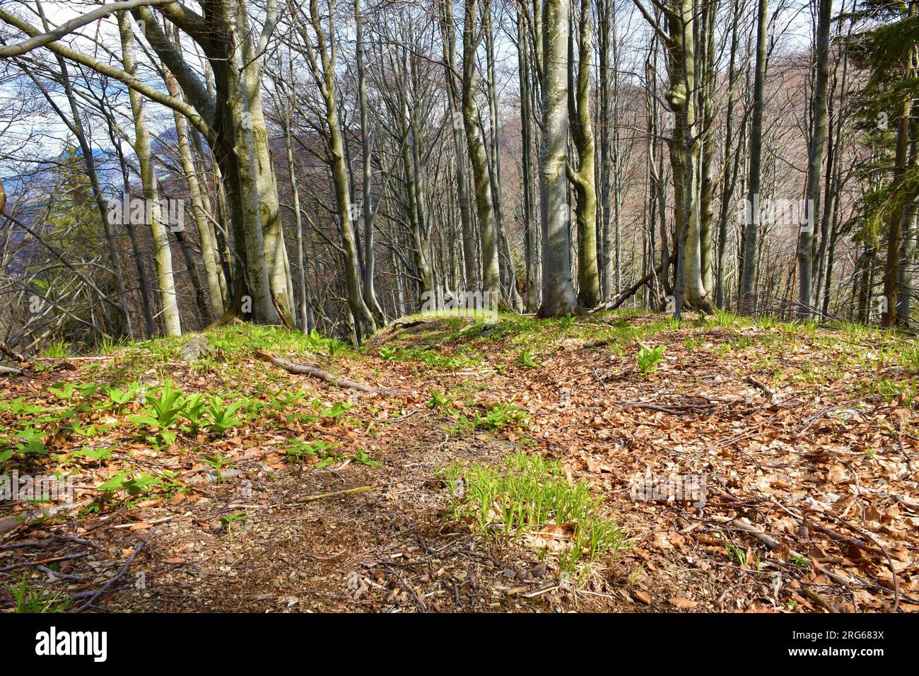 Temperate, deciduous beech (Fagus sylvatica) forest in spring with ...