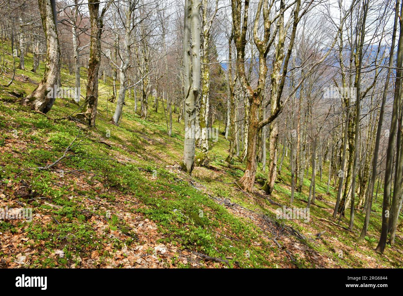 Beautiful beech and sycamore maple forest in spring with wood anemone ...