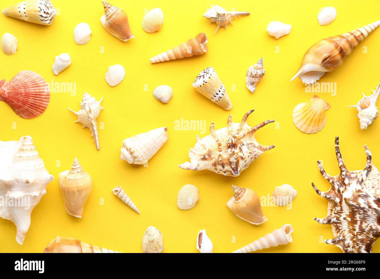 Seashells on yellow background hi-res stock photography and images - Alamy
