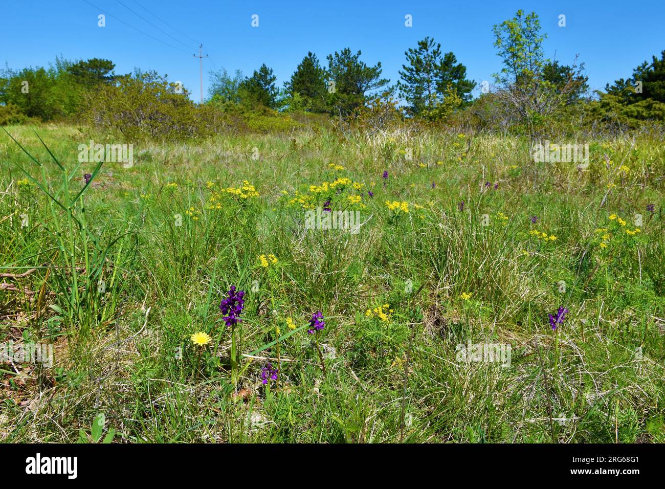 Mediterranean meadow with purple green-winged orchid (Anacamptis morio ...