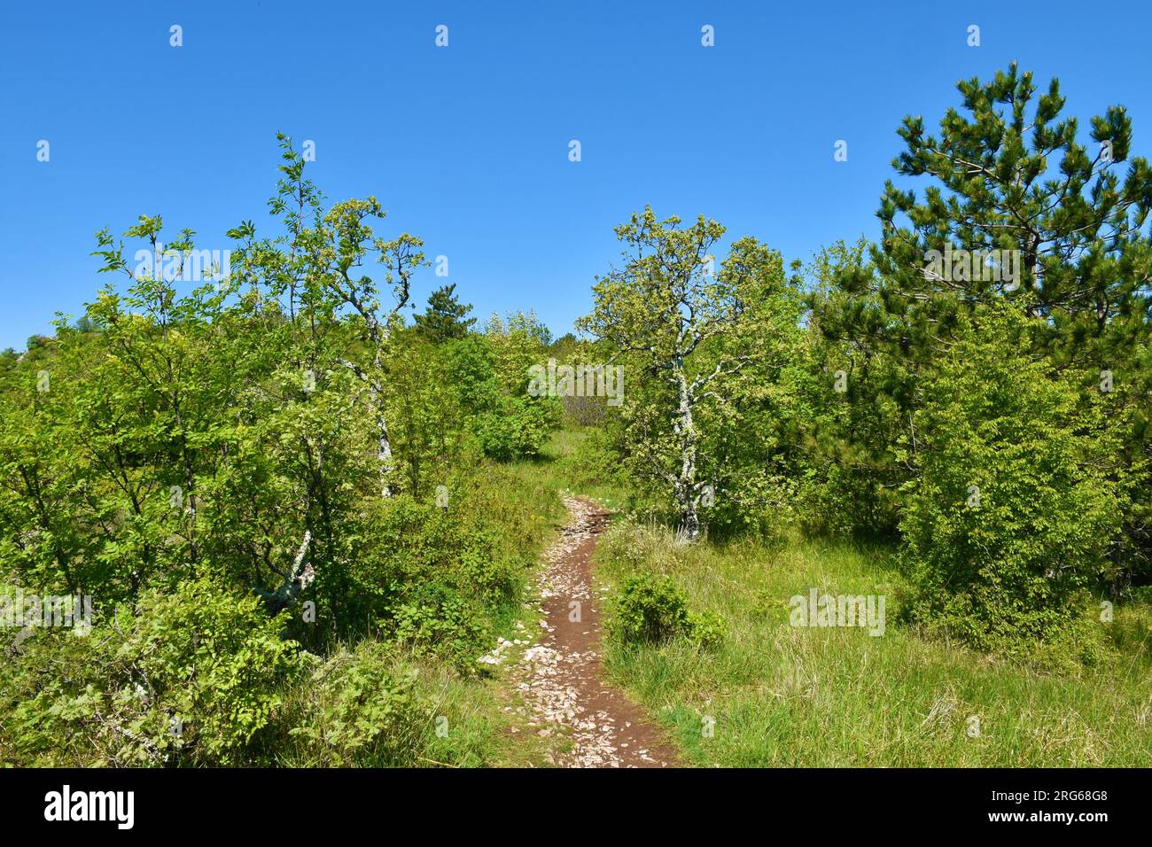 Path leading through a low growing mediterranean forest with manna ash ...