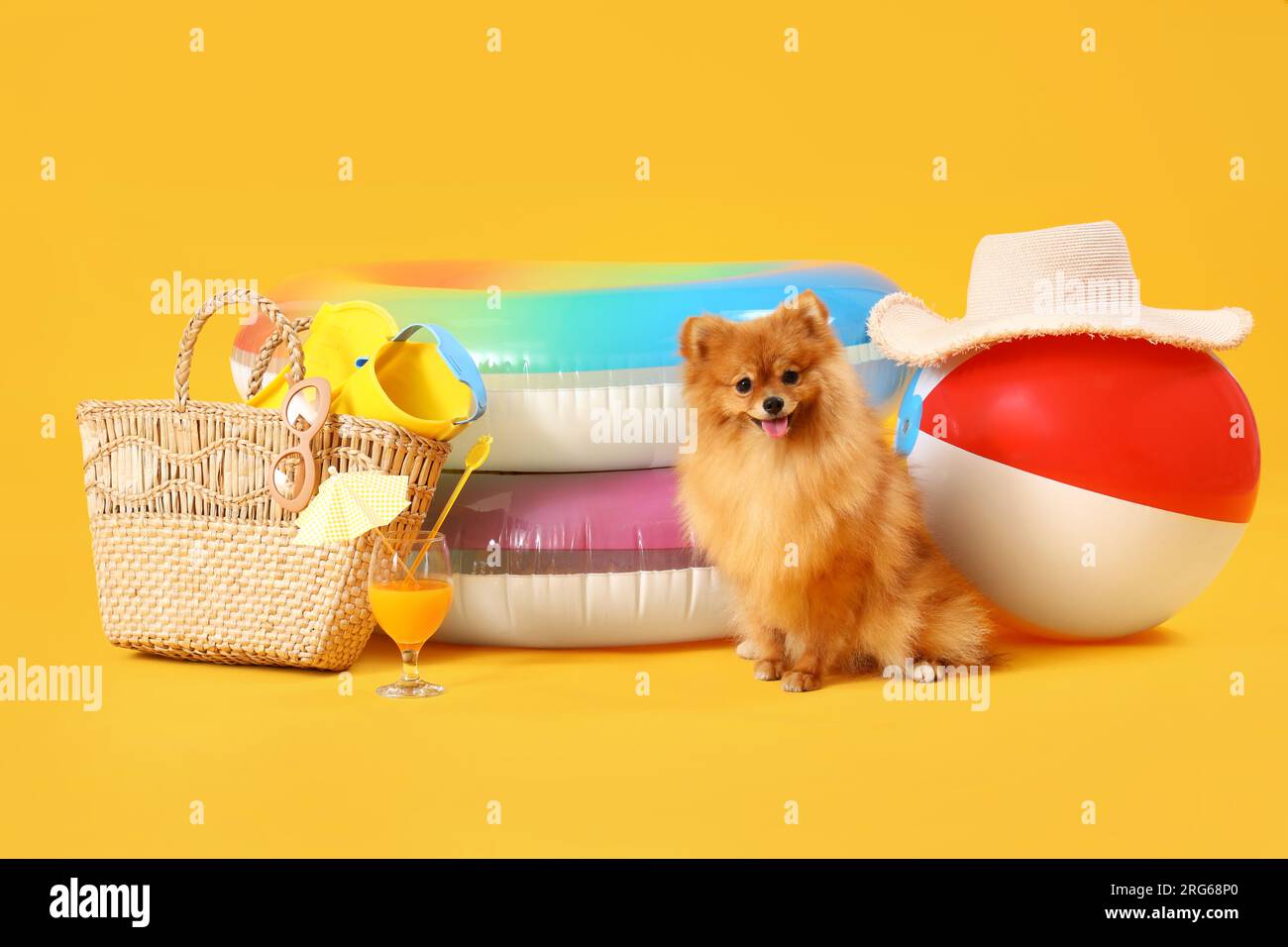 Cute Pomeranian dog with beach accessories on yellow background Stock ...
