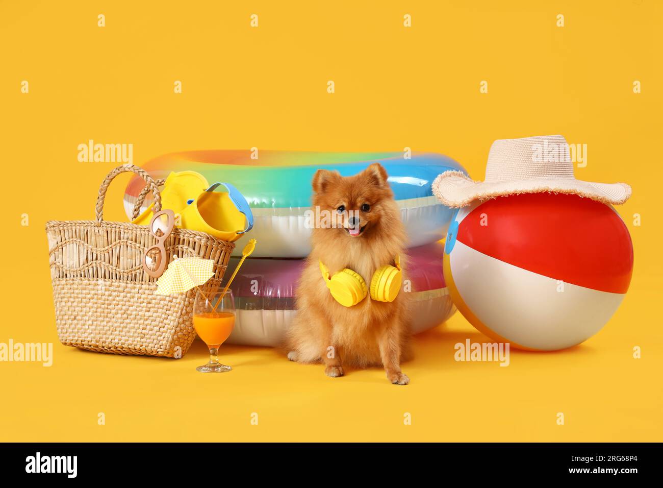 Cute Pomeranian dog with beach accessories on yellow background Stock ...