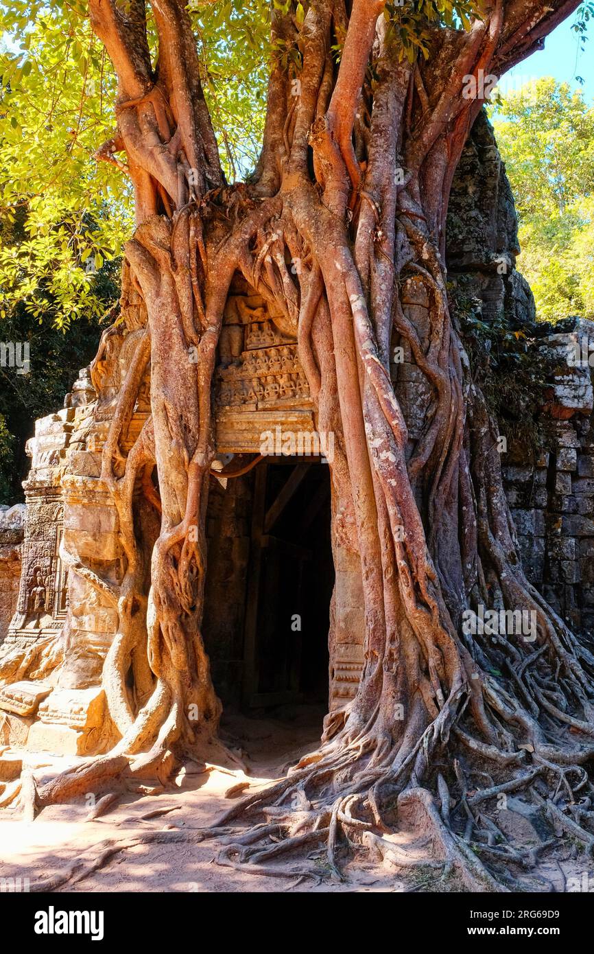 Snapshot of the eye-catching roots coiling around the entrance to the ...