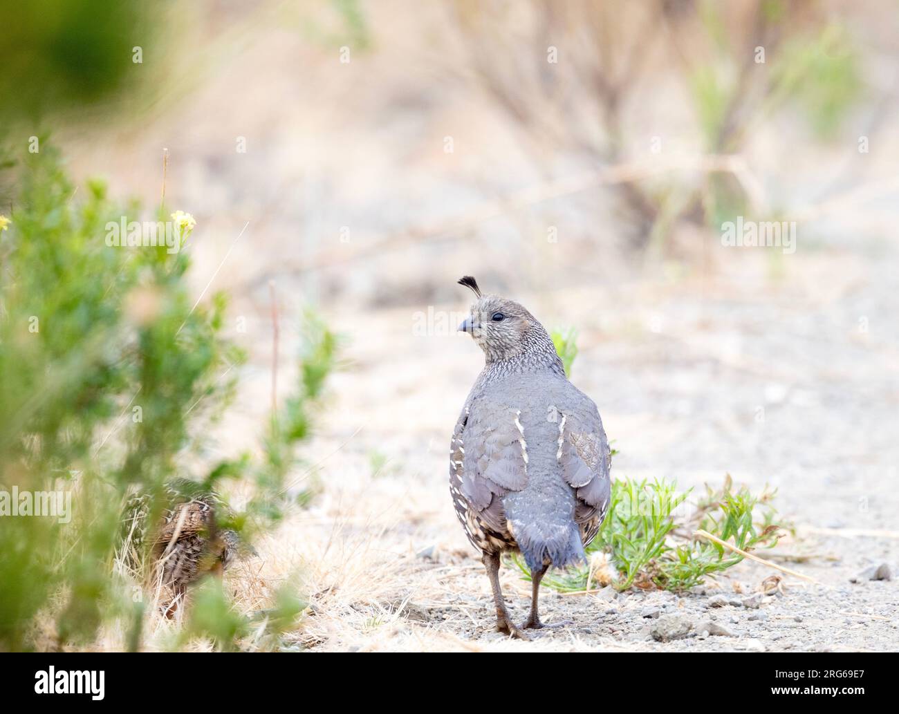 California Quail Female looking over shoulder Stock Photo - Alamy