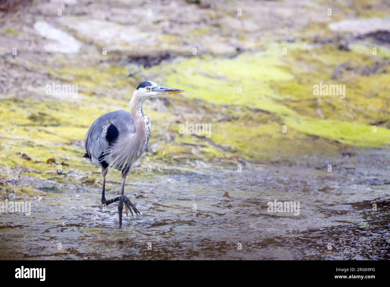 One foot raised hi-res stock photography and images - Alamy