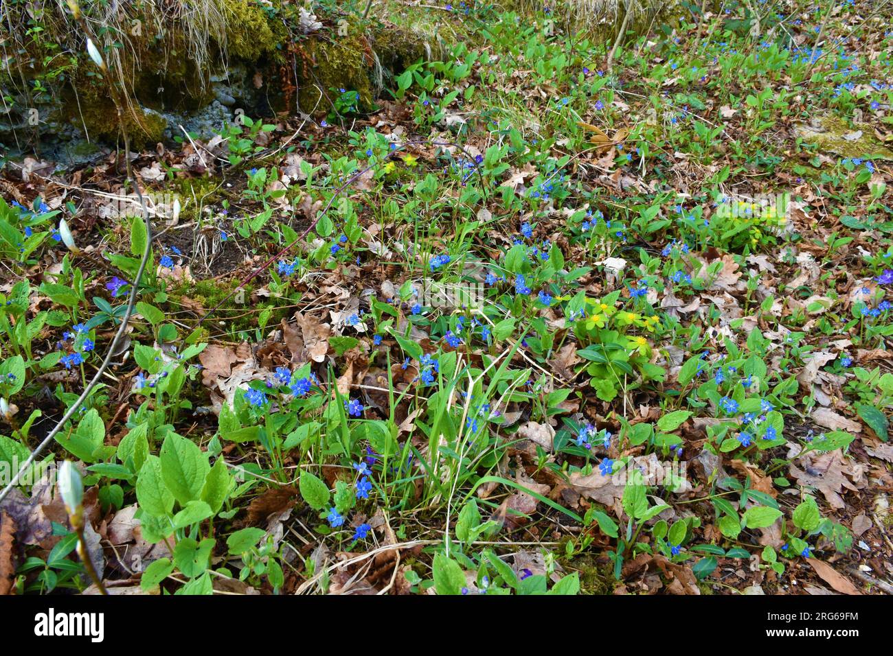 Blue creeping navelwort (Omphalodes verna) spring flowers covering the ...
