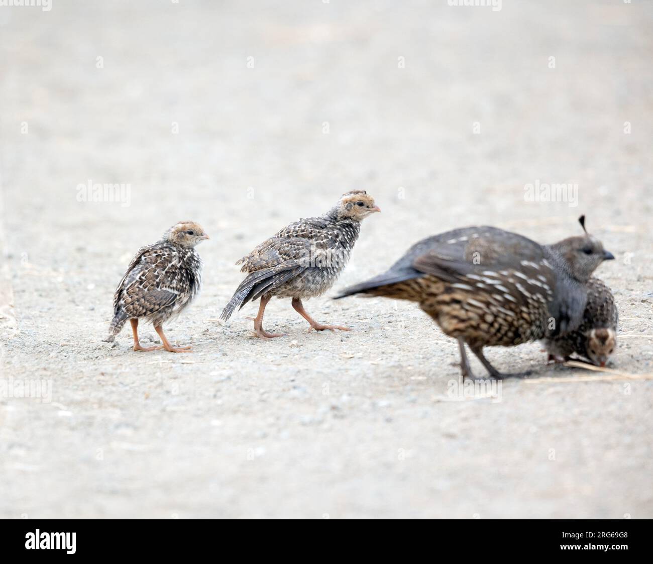 Quail chicks hi-res stock photography and images - Alamy