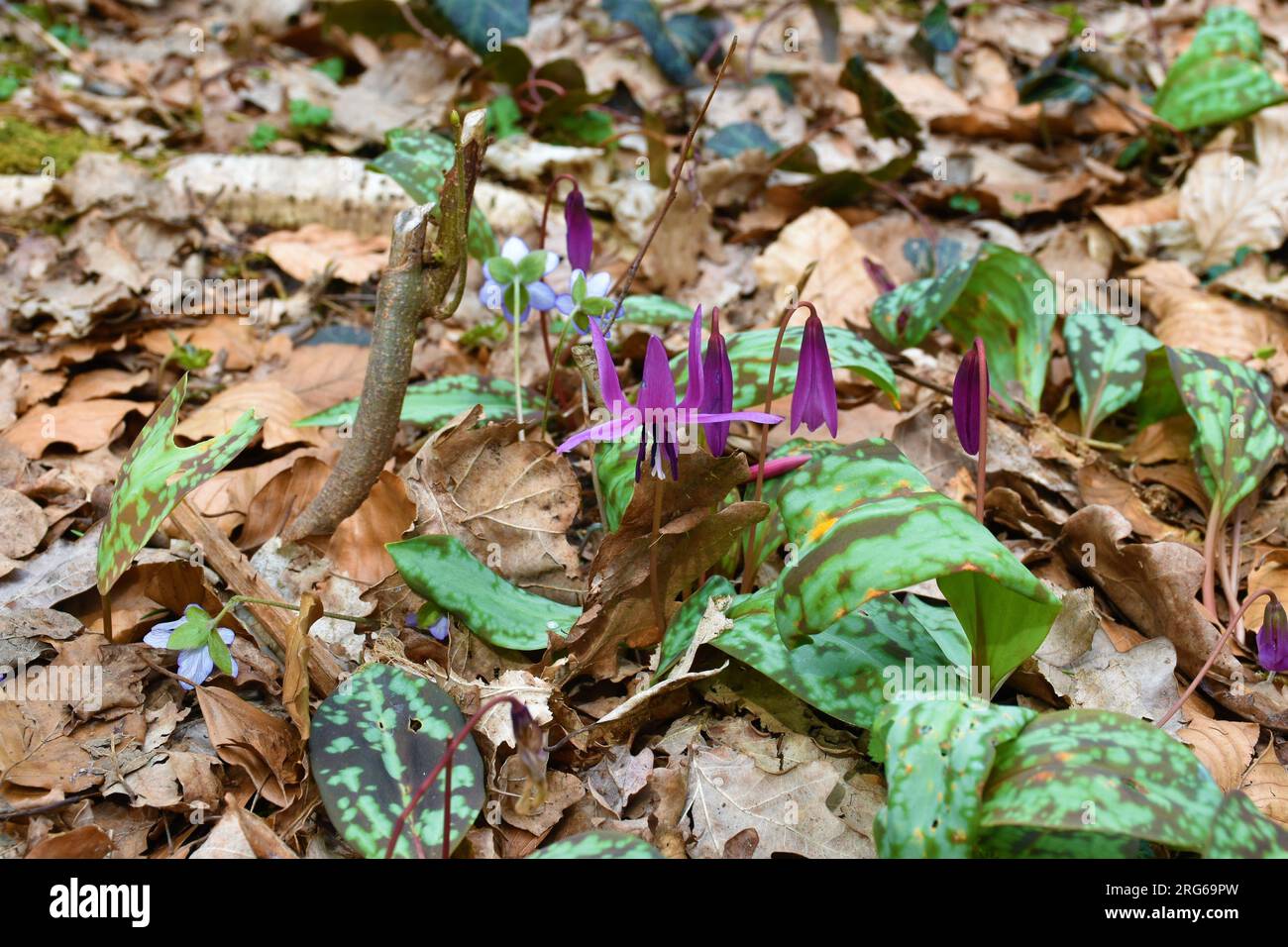 Pair of dog's-tooth-violet (Erythronium dens-canis) pink flowers Stock ...