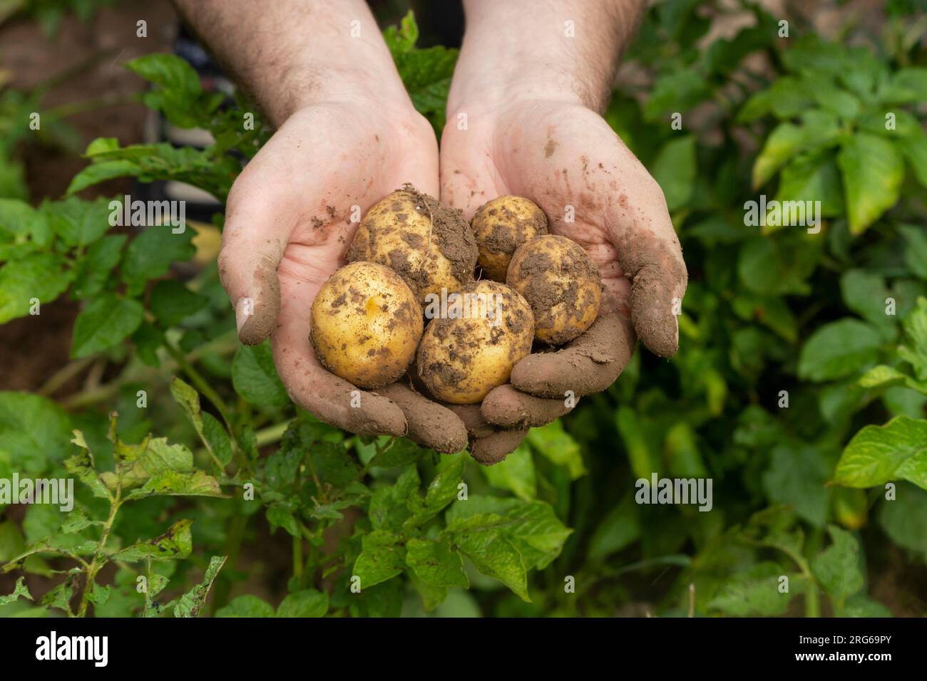 The farmer keeps freshly harvested potatoes in the field. Collection of ...