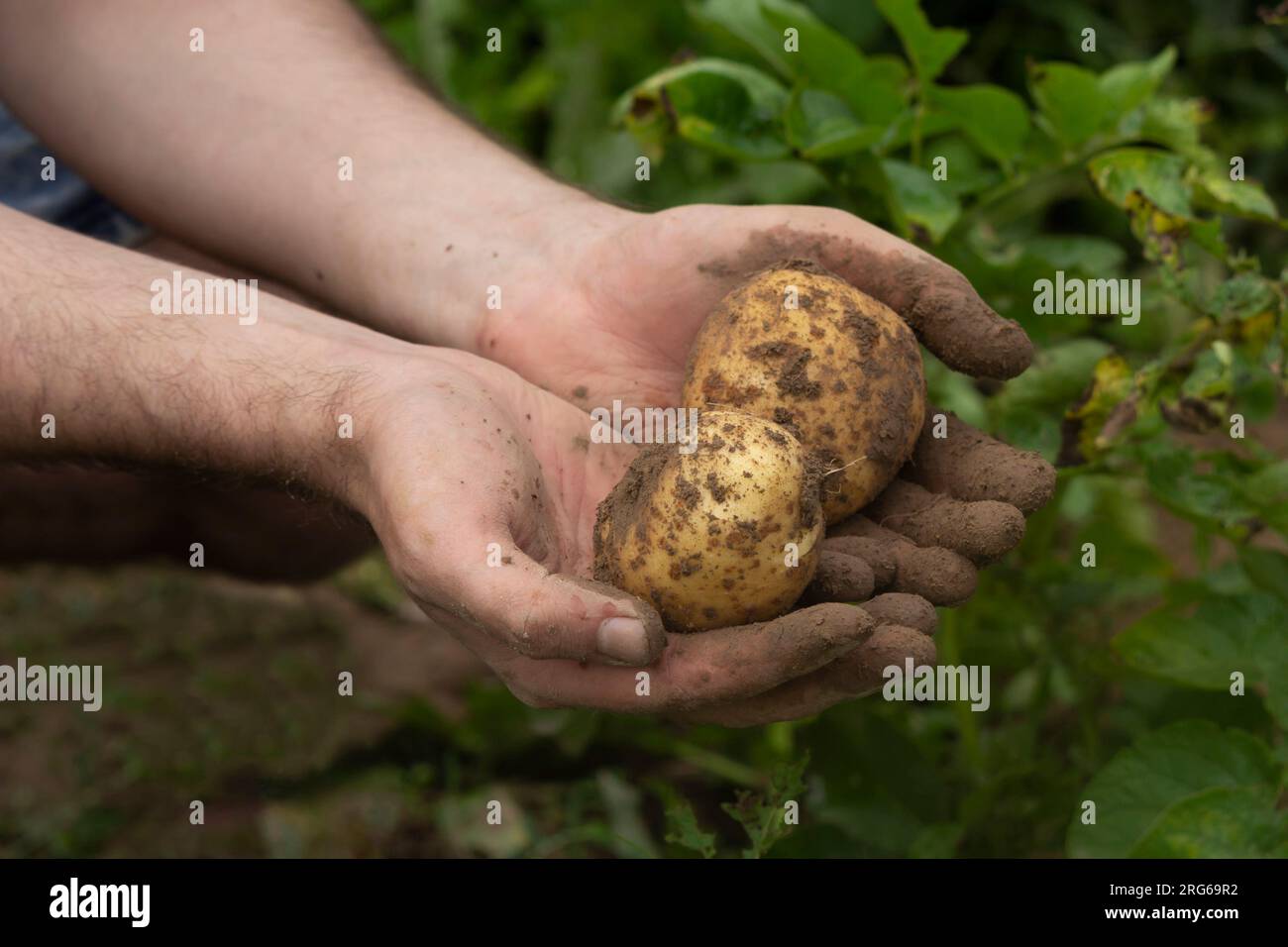 The farmer keeps freshly harvested potatoes in the field. Collection of ...