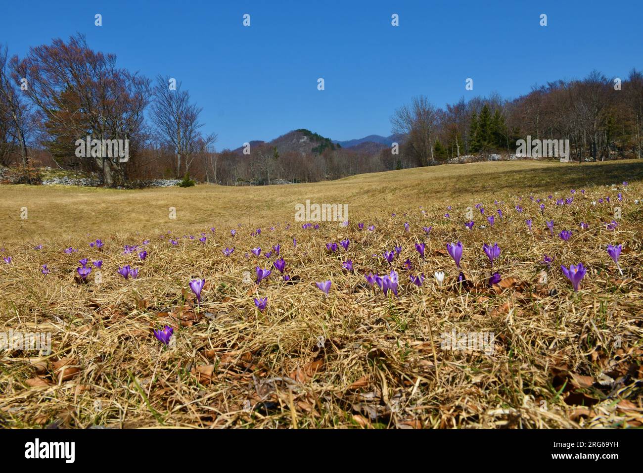 Meadow at Trnovo forest plateau an a forest covered hill in the ...