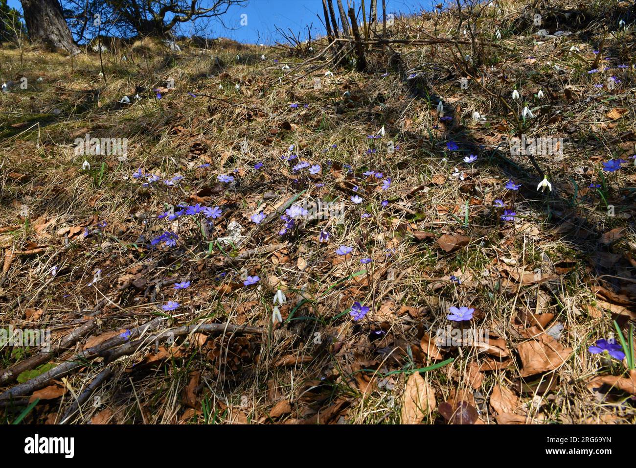 Springtime wild garden with blue common hepatica, liverwort (Anemone ...