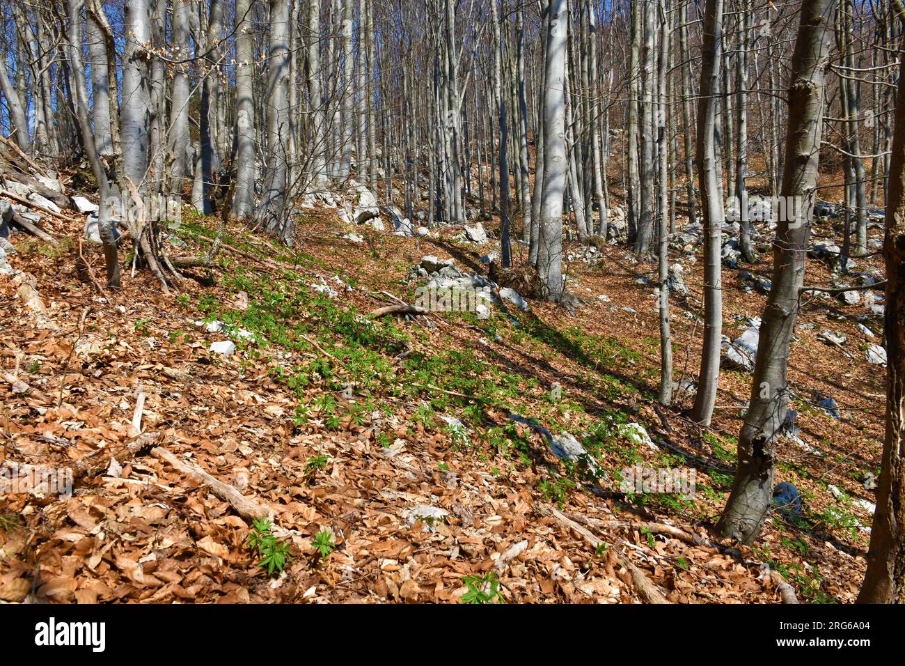 Common beech forest with early spring five-leaflet bitter-cress ...