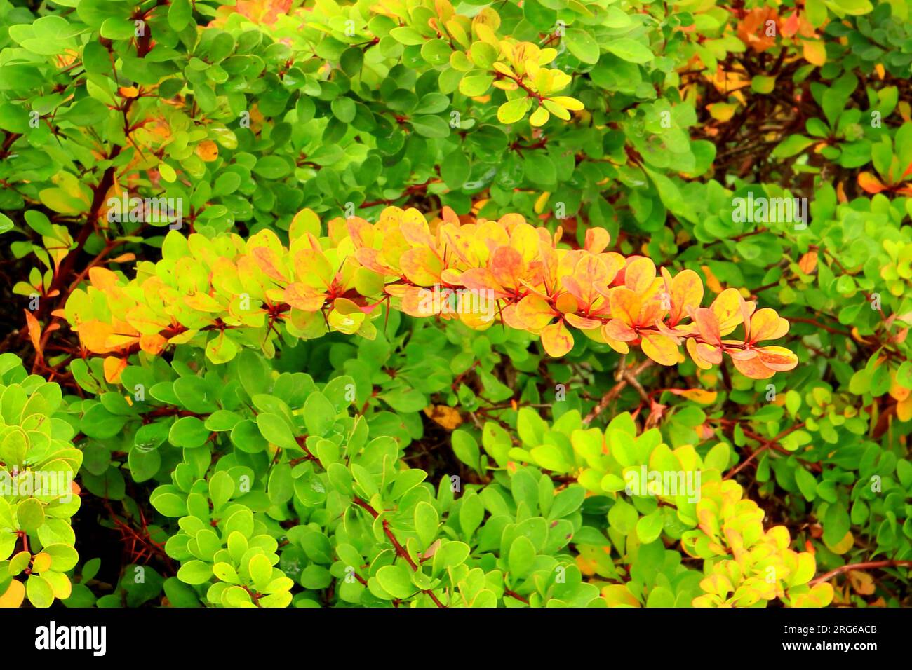 Barberry leaf hi-res stock photography and images - Alamy