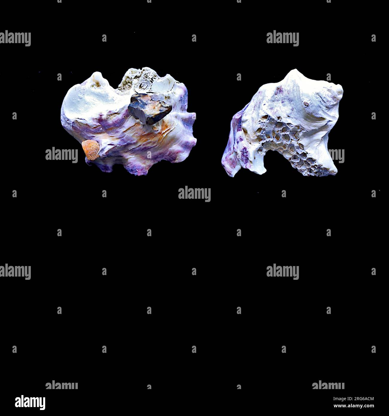 Two decorative beach shells with small stones encrusted to the surfaces ...