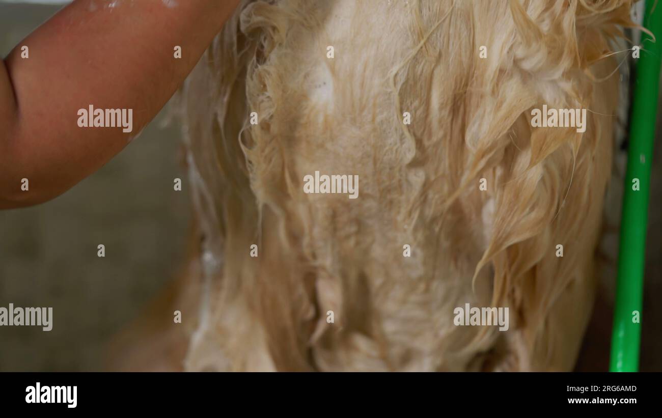 Close-up hand washing Dog Paw At Pet Shop. Washing Wet Golden Retriever ...